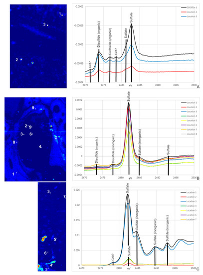 Biology | Free Full-Text | Independent Evidence for the Preservation of ...