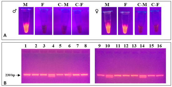 High-Performance PCR for Alleles Discrimination of Chromo-Helicase-DNA ...