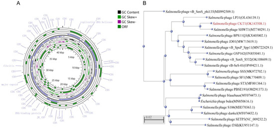 Salmonella Phage CKT1 Effectively Controls the Vertical Transmission of ...