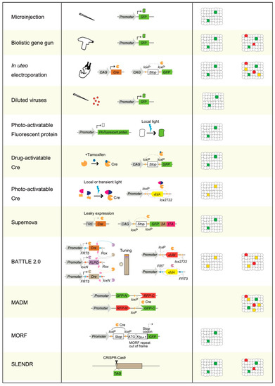 Single-Cell Labeling Strategies to Dissect Neuronal Structures and ...