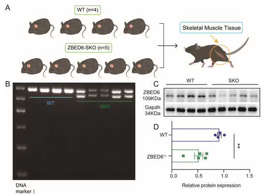 Effect of Zbed6 Single-Allele Knockout on the Growth and Development of ...