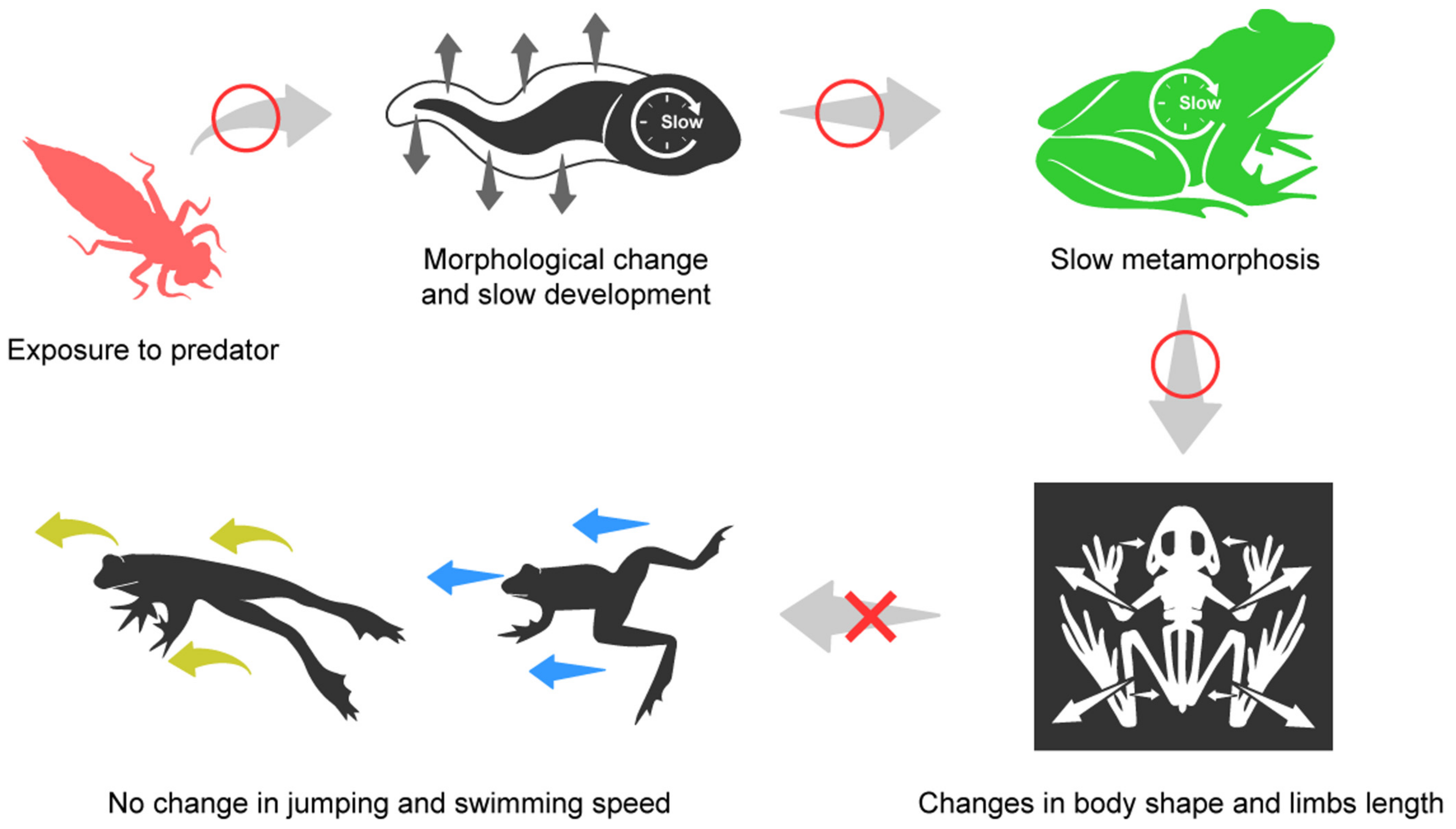 Biology | Free Full-Text | Phenotypic Plasticity in Juvenile Frogs That ...