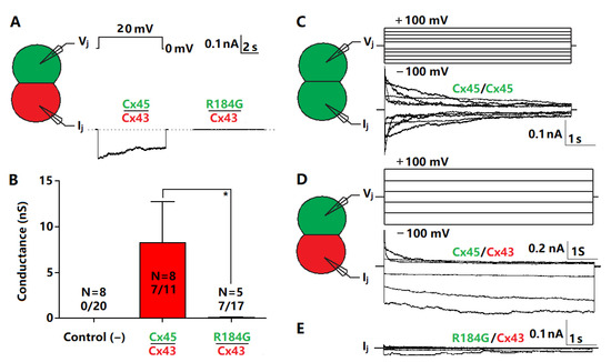 Discovery of GJC1 (Cx45) as a New Gene Underlying Congenital Heart ...