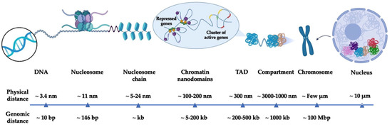 On the Advent of Super-Resolution Microscopy in the Realm of Polycomb Proteins
