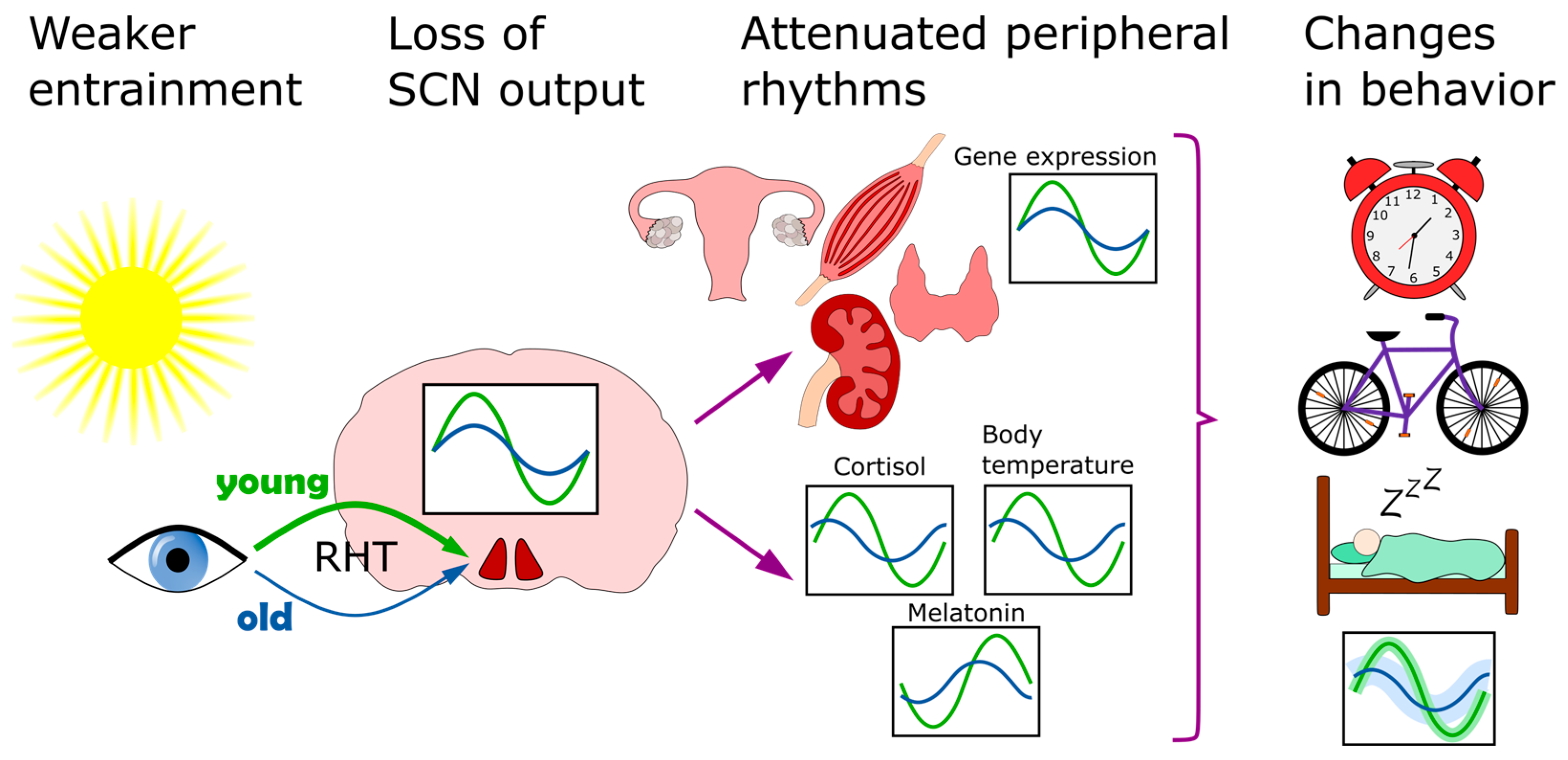 Circle(s) of Life: The Circadian Clock from Birth to Death