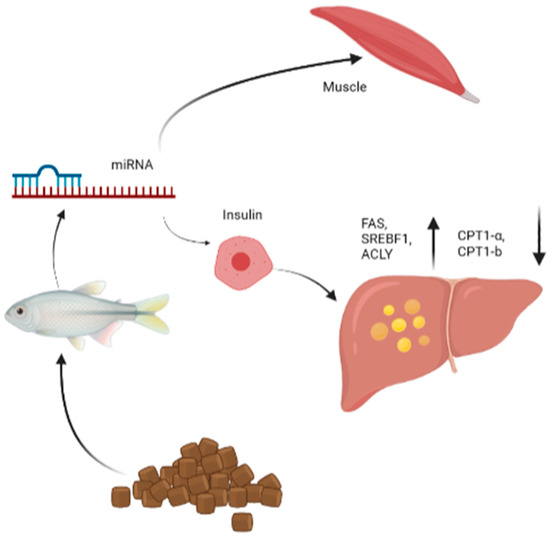 Biology | Free Full-Text | Profiling miRNAs of Teleost Fish in ...