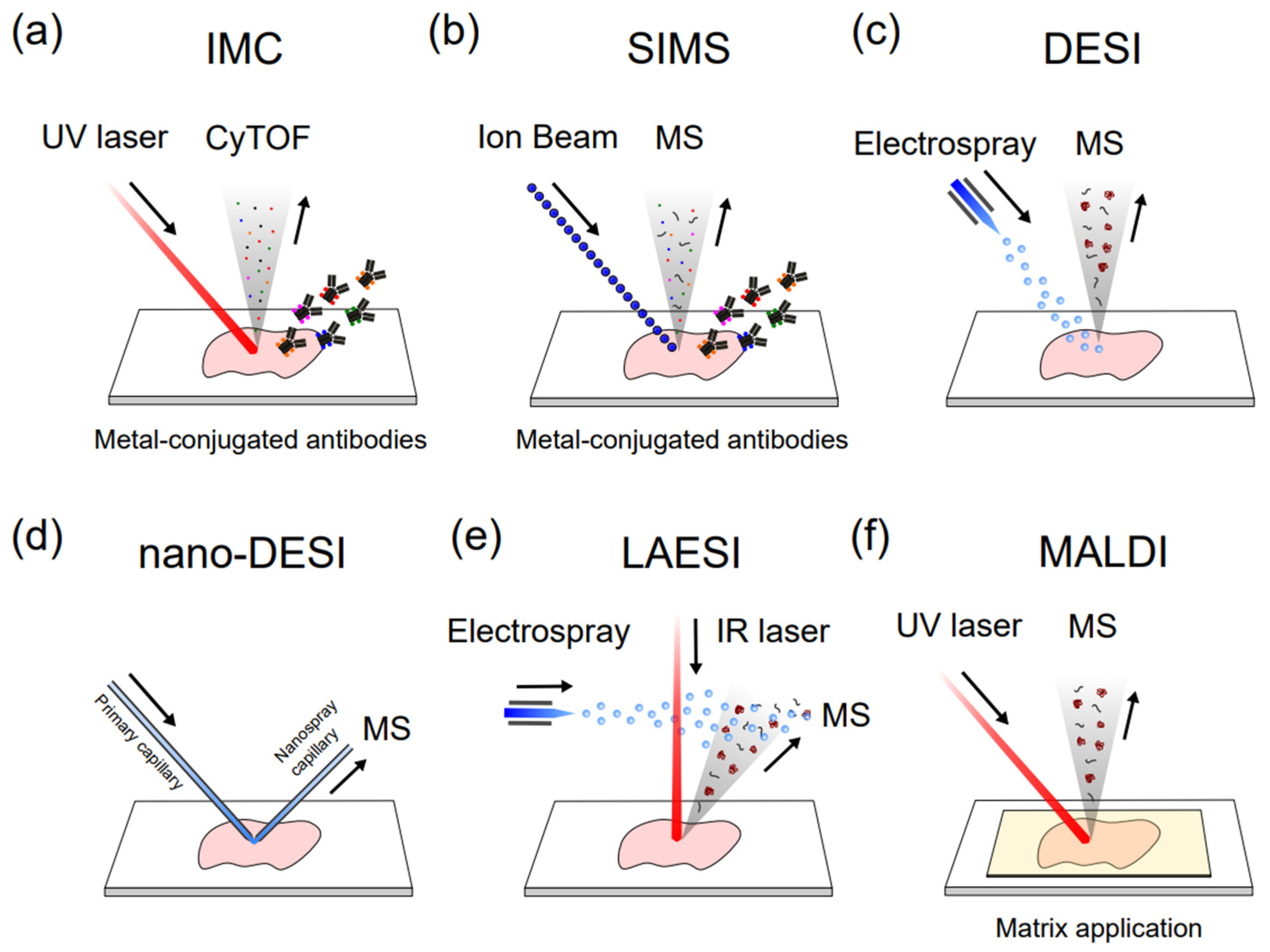 Biology Free Full Text Advances In Mass Spectrometry Based Single