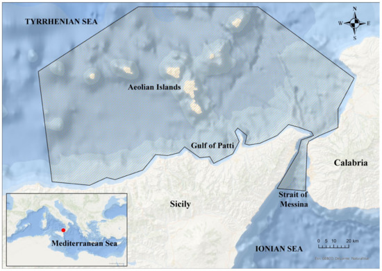 How Rare Are Argonautoidea Octopuses in the Mediterranean? New Data ...