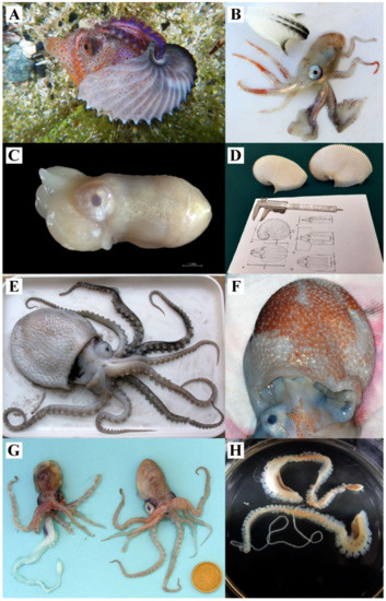 How Rare Are Argonautoidea Octopuses in the Mediterranean? New Data ...