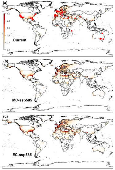 Current and Potential Future Global Distribution of the Raisin Moth ...