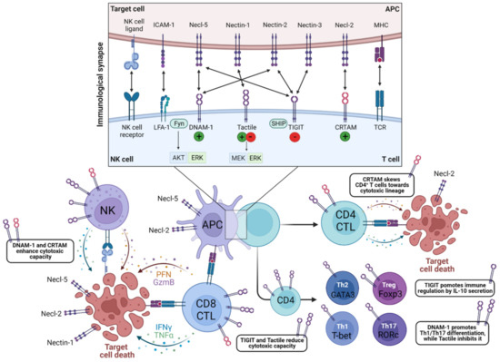 Nectin Family Ligands Trigger Immune Effector Functions in Health and ...