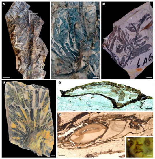 Stem Anatomy Confirms Tingia unita Is a Progymnosperm