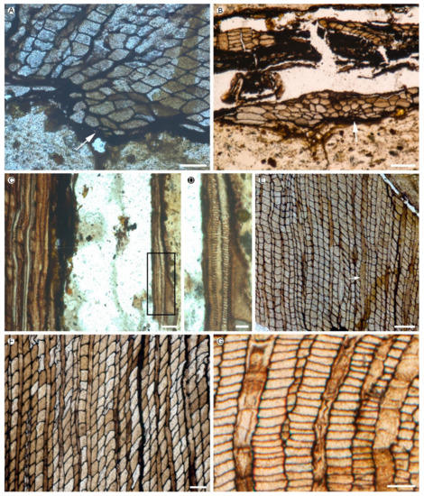Stem Anatomy Confirms Tingia unita Is a Progymnosperm
