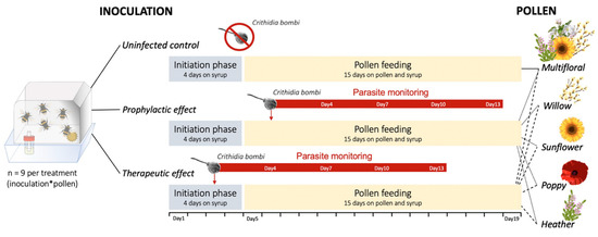 Pollen as Bee Medicine: Is Prevention Better than Cure?