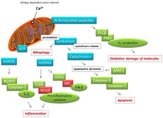 Innate Immune Recognition, Integrated Stress Response, Infection, and Tumorigenesis