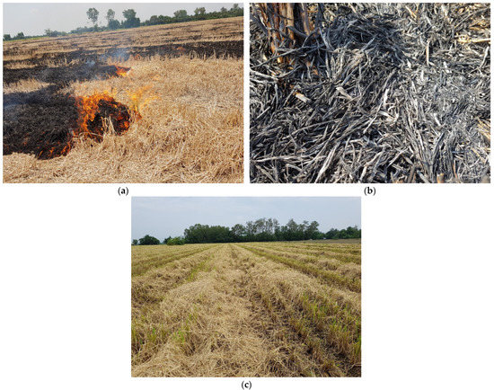 Effect of Rice Straw and Stubble Burning on Soil Physicochemical ...