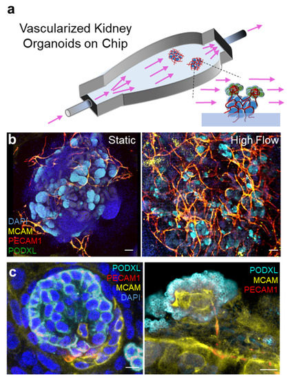 Biology | Free Full-Text | Strategies for Improving Vascularization in Kidney Organoids: A ...
