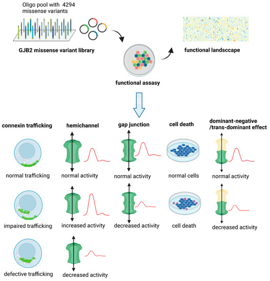 Molecular Mechanisms and Clinical Phenotypes of GJB2 Missense Variants