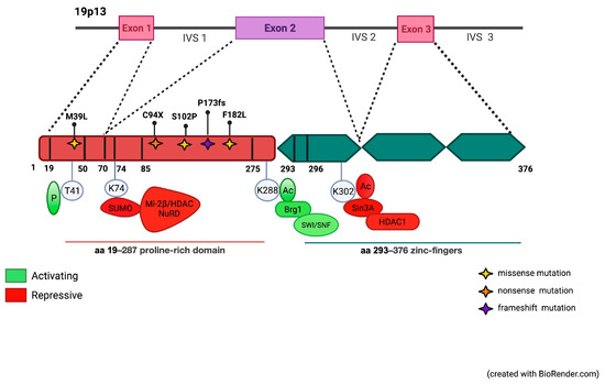 Biology | Free Full-Text | Identification and Functional Analysis of ...