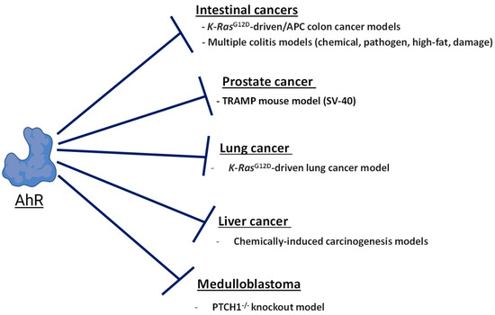 Tumor-Suppressive Functions of the Aryl Hydrocarbon Receptor (AhR) and ...