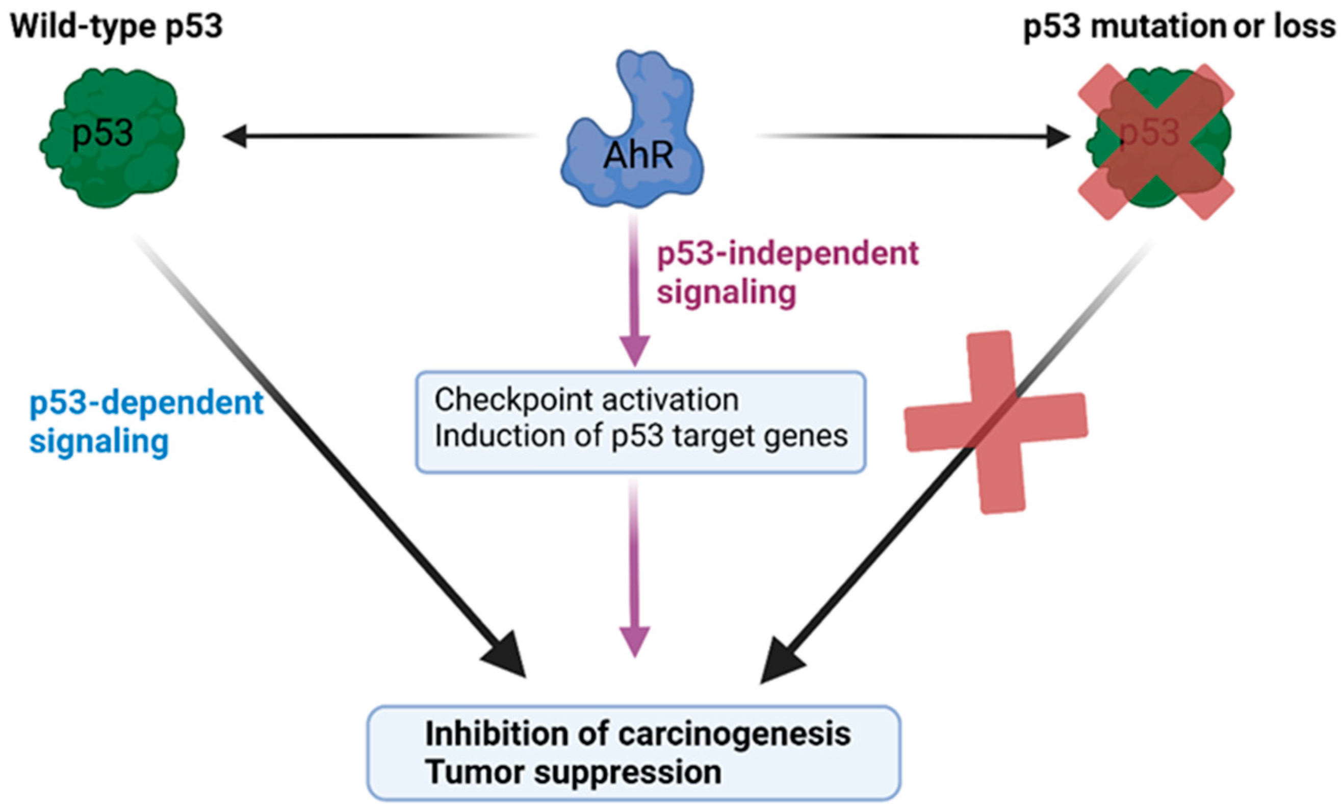 Biology Free Full Text Tumor Suppressive Functions Of The Aryl