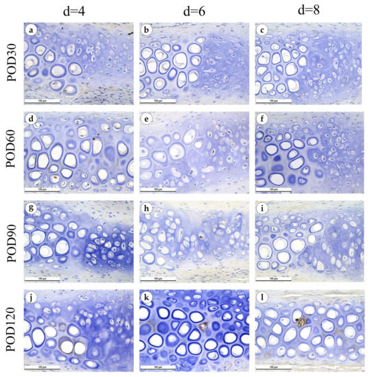 Epimorphic Regeneration of Elastic Cartilage: Morphological Study into ...