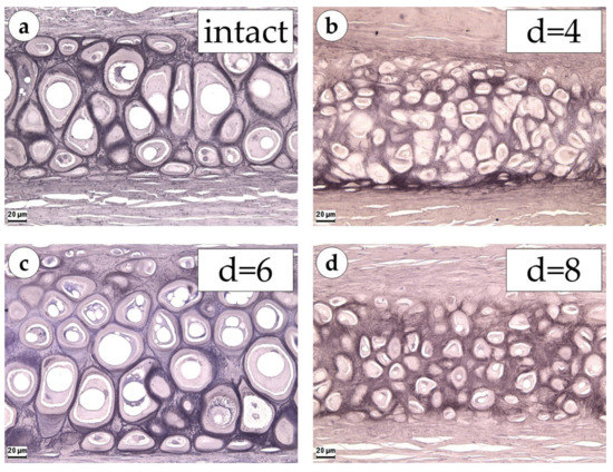 Epimorphic Regeneration of Elastic Cartilage: Morphological Study into ...