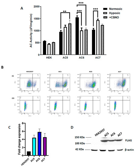 Characterization of Adenylyl Cyclase Isoform 6 Residues Interacting ...