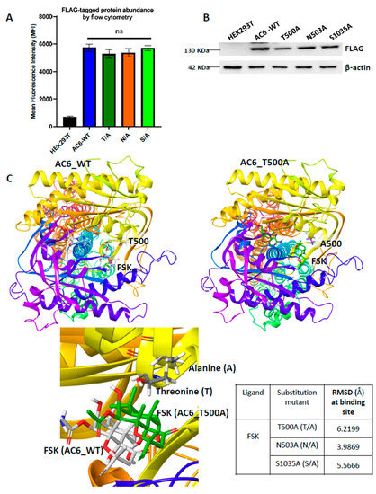 Biology Free Full Text Characterization Of Adenylyl Cyclase Isoform