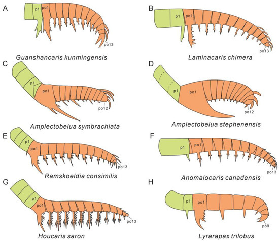Amplectobeluid Radiodont Guanshancaris gen. nov. from the Lower ...