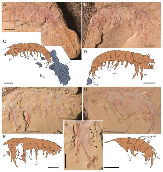 Amplectobeluid Radiodont Guanshancaris gen. nov. from the Lower ...