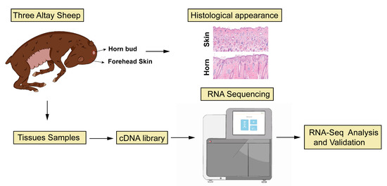 Identification of Critical Genes for Ovine Horn Development Based on ...