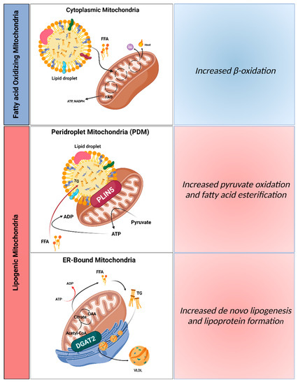 From Non-Alcoholic Fatty Liver to Hepatocellular Carcinoma: A Story of ...