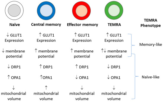 Mitochondrial Dysfunction in CD4+ T Effector Memory RA+ Cells