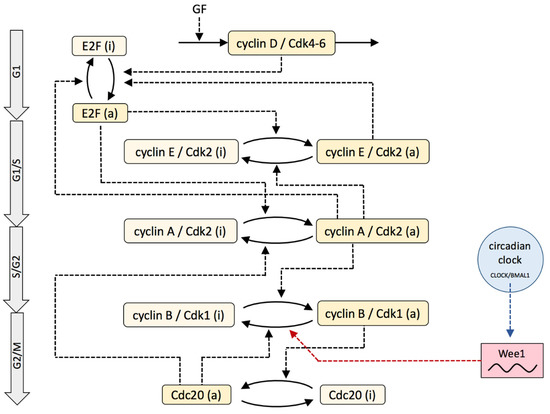 Modeling the Circadian Control of the Cell Cycle and Its Consequences ...
