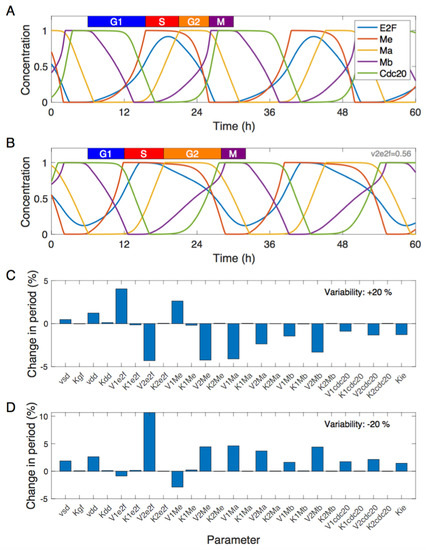 Modeling the Circadian Control of the Cell Cycle and Its Consequences ...