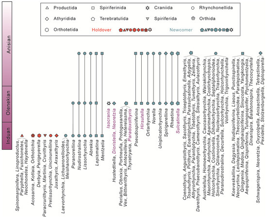 A Highly Diverse Olenekian Brachiopod Fauna from the Nanpanjiang Basin ...
