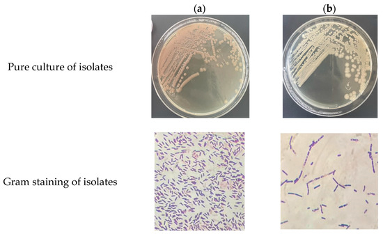 Isolation and Characterization of Bacteria with High Electroactive ...