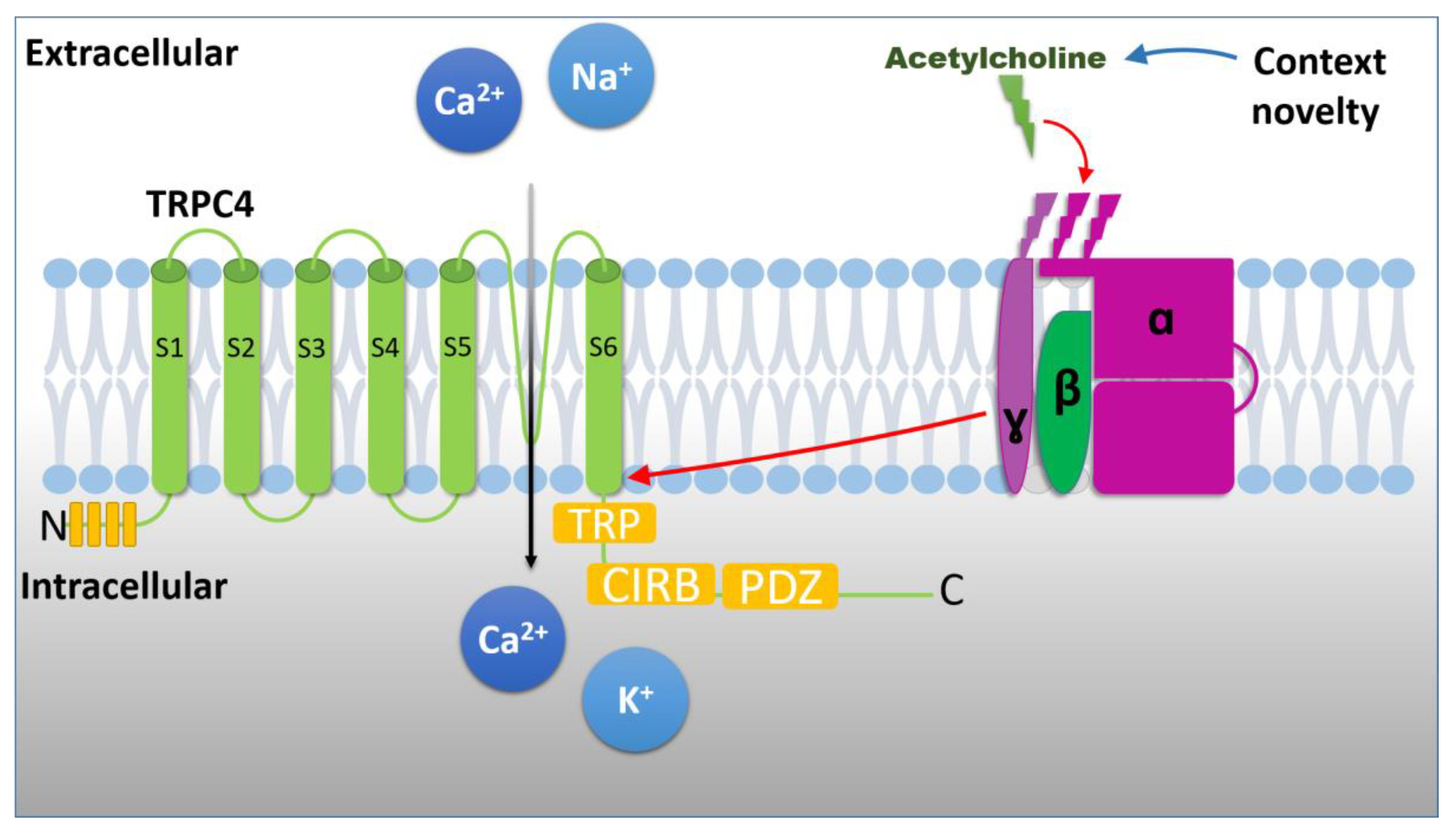 TRPC4 Channel Knockdown in the Hippocampal CA1 Region Impairs Modulation of Beta Oscillations in ...