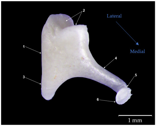 Biology | Free Full-Text | Anatomical, Histological, and Morphometrical ...