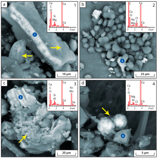 Microbial Diversity and Authigenic Mineral Formation of Modern Bottom ...