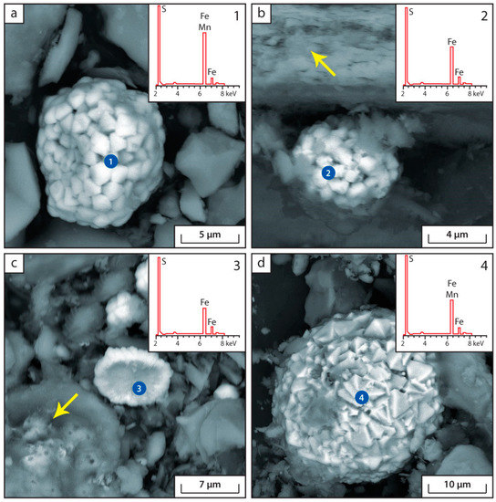 Microbial Diversity and Authigenic Mineral Formation of Modern Bottom ...
