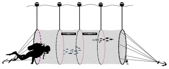 Escape Survival and Scale Damage Assessment of Red Mullet (Mullus ...