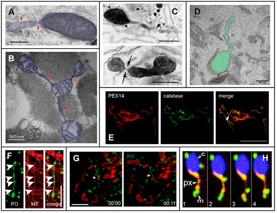 Organelle Membrane Extensions in Mammalian Cells
