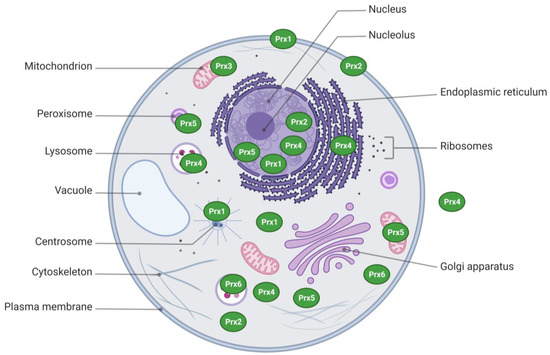 The Role of Peroxiredoxins in Cancer Development
