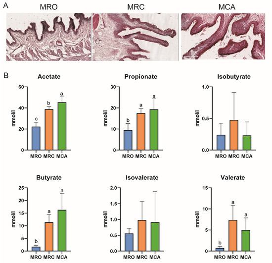 Early Solid Diet Supplementation Influences the Proteomics of Rumen ...