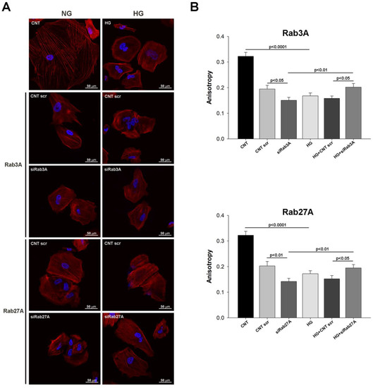 Biology | Free Full-Text | Rab3A/Rab27A System Silencing Ameliorates ...