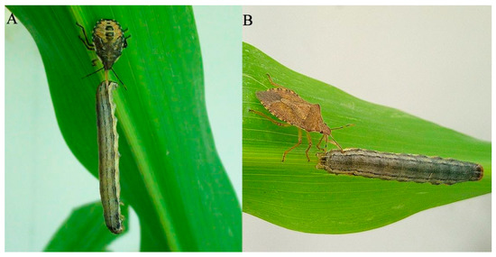 The Predatory Stink Bug Arma custos (Hemiptera: Pentatomidae) Produces ...