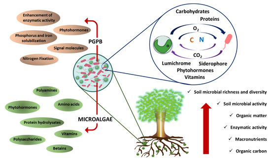 The Potential of Microalgae–Bacteria Consortia to Restore Degraded Soils