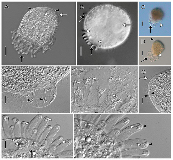 Biology | Free Full-Text | Rediscovery of Remarkably Rare Anaerobic ...